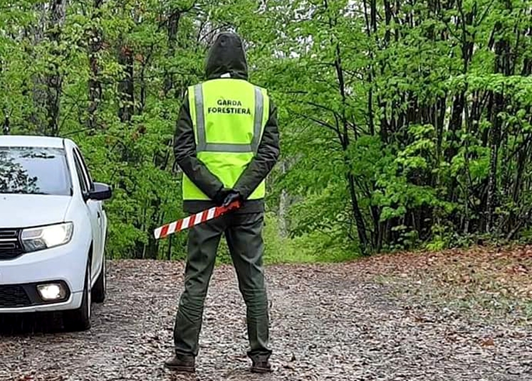 Garda Forestiera Timisoara: Ciocan falsificat cu care s-au marcat si ...