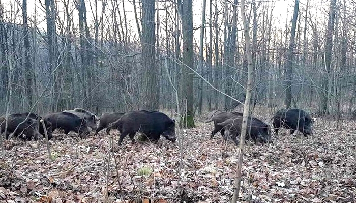Fonduri de vanatoare din Timis unde se combate pesta porcina la ...