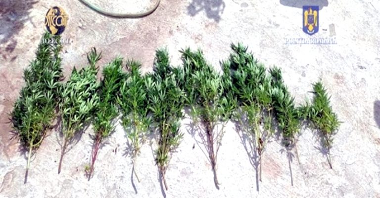 Cultivator de canabis din Timis, arestat preventiv pentru 30 de zile ...