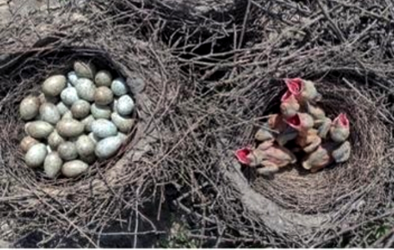 Partida ilegala de vanatoare pe un fond cinegetic din Timis. Zeci de ...