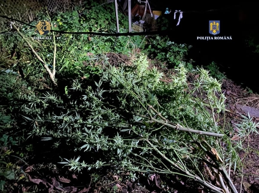 VIDEO / Inca un cultivator de cannabis din Timis, retinut de procurorii ...