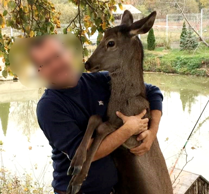 Un barbat in varsta de 55 de ani din Timis, ucis de un cerb! „Era un ...