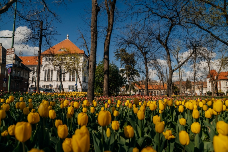 Timisoara, cel mai inflorit oras din Romania! Peste 100.000 de lalele ...