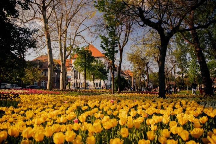 Timisoara inflorita: orasul se prezinta in trei tari ca destinatia ...