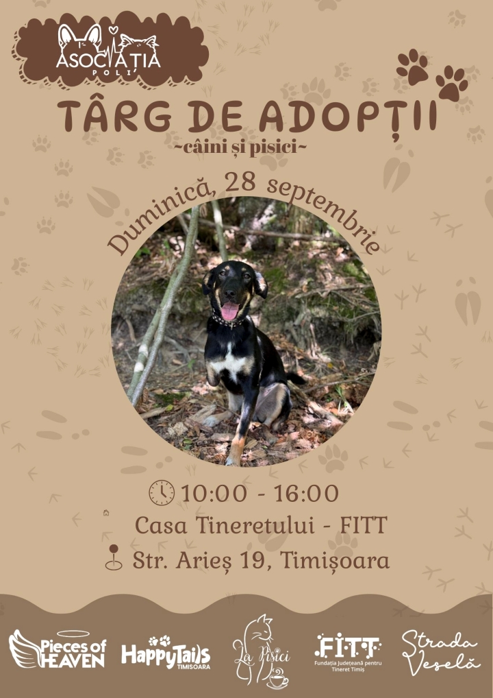 Mega-targ de adoptii pentru caini si pisici, la Casa Tineretului din Timisoara (P) - IMPACTPRESS